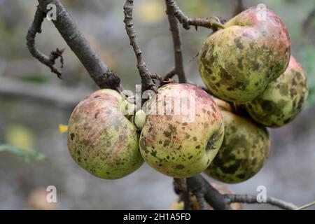 Sooty Blotch and Flyspeck on Apples (SBFS), (Schizothyrium pomi Stock ...