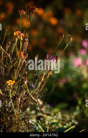 Marigold flowers wilted due to freezing in the light of the warm autumn ...