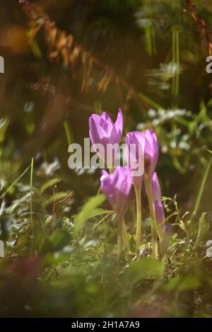 Colchicum flowers close-up on a flower bed in the bright light of the ...