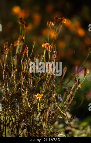 wilted marigold garden flowers in late fall Stock Photo - Alamy