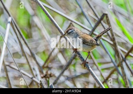 Marsh wren, Cistothorus palustris, George C. Reifel Migratory Bird ...