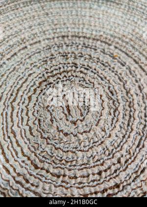 Beautiful textile rug decor backdrop. Turkish oriental carpet texture ...