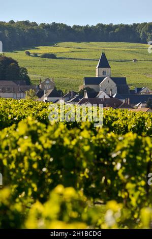 FRANCE, MARNE (51) CHAMPAGNE REGION. CHAVOT COURCOURT VINEYARD Stock ...