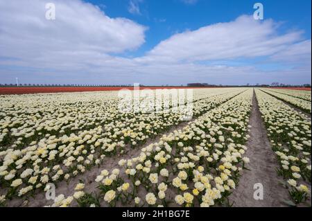 Tulip bulbs production industry, white tulip flowers fields in spring ...