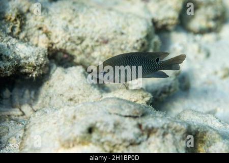 One Spot Damsel Fish; Chrysiptera unimaculata; Maldives Stock Photo - Alamy