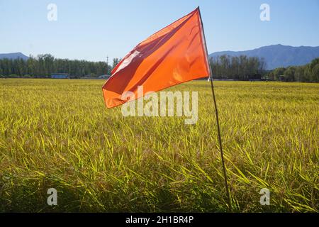 Beijing, Beijing, China. 18th Oct, 2021. Jingxi Rice, a specialty of ...