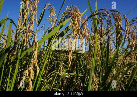 Beijing, Beijing, China. 18th Oct, 2021. Jingxi Rice, a specialty of ...
