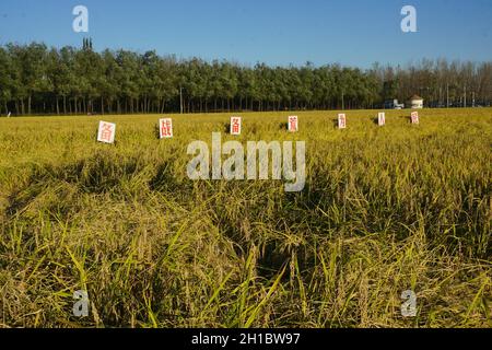 Beijing, Beijing, China. 18th Oct, 2021. Jingxi Rice, a specialty of ...