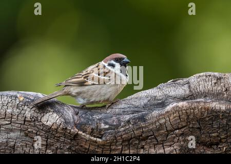 Tree Sparrow (Passer montanus). Adult bird standing on a meadow ...