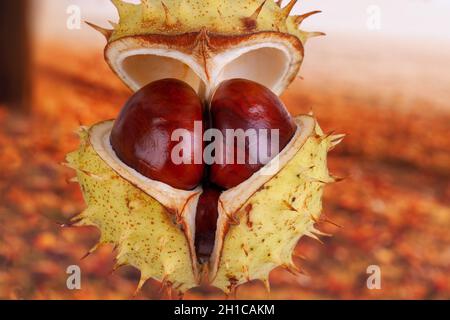 Spiky conker case opening showing conkers inside isolated on a white ...