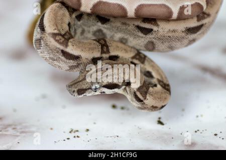Close-up shot of a Boa imperator snake Stock Photo - Alamy