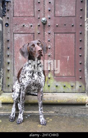 Female English Pointer Stock Photo - Alamy