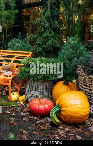 Assorted pumpkins and gourds in various shapes and colors are displayed ...