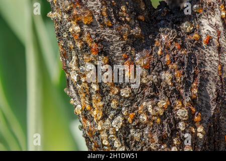 Almond tree oozing sap from bark due to fungal disease, Spain Stock ...