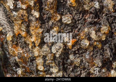 Almond tree oozing sap from bark due to fungal disease, Spain Stock ...