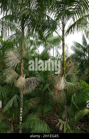 arataca, bahia / brazil - february 2, 2012: Acai palm plantation in the ...