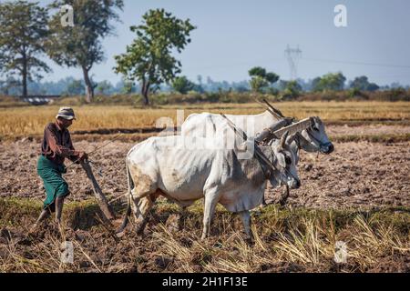 Myanmar (Burma), peasant plough his field Stock Photo - Alamy