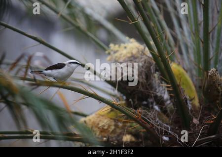 salvador, bahia / brazil - october 6, 2017: Special Operations ...