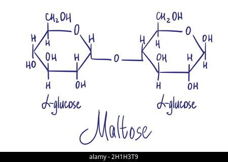 Maltose. Molecular model of the disaccharide sugar maltose (C12.H22.O11 ...