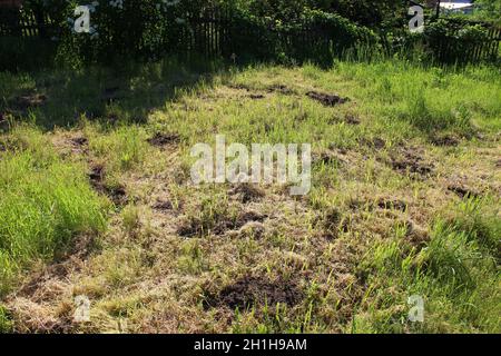 Vegetable garden overgrown with a weed grass Stock Photo - Alamy