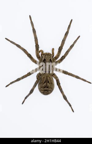 Lycosa Hispanica. Family Lycosidae. wolf spider isolated on a natural ...