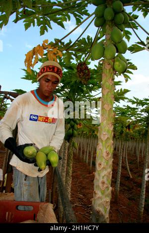 mucuri, bahia / brazil - october 30, 2008: papaya harvest in plantation ...