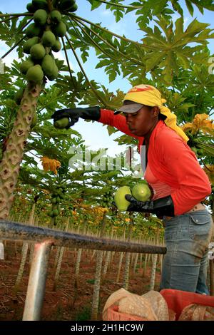 mucuri, bahia / brazil - october 30, 2008: papaya harvest in plantation ...
