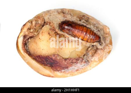 Insect in pistachio. The navel orangeworm (Amyelois transitella) is ...