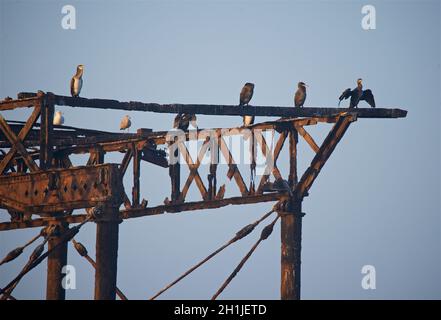 Detail of the dilapidated and rusting Victorian structure of the old ...