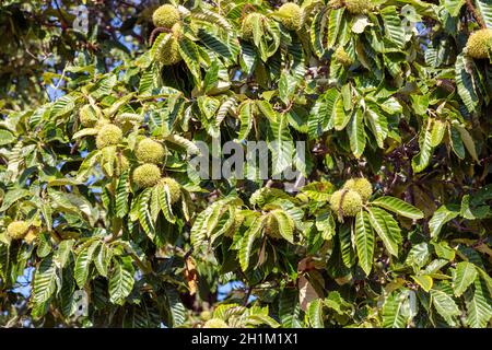 An American Chestnut tree (Castanea dentata) on the Blue Ridge Parkway ...