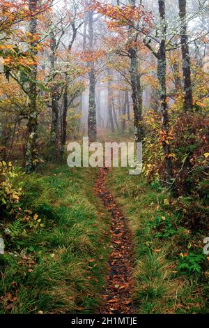Foggy landscape with trees on a ridge Stock Photo - Alamy
