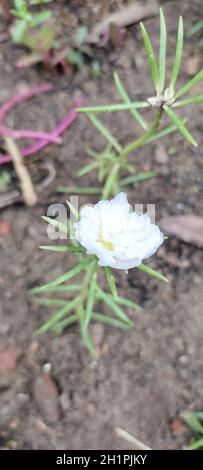 A vertical shot of beautiful Moss-rose purslane flowers Stock Photo - Alamy
