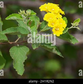 Yellow Cordia (Cordia lutea) flowers and leaves. Also known as Yellow ...