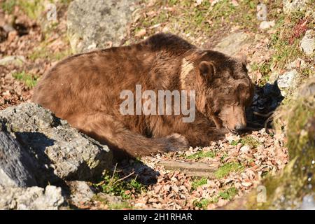 Braunbär im Zoo Salzburg, Österreich, Europa - Brown bear in Salzburg ...