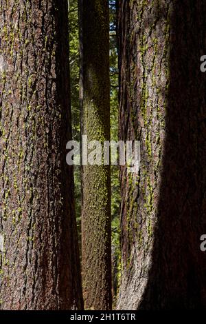 Tree trunks, Tuolumne Sequoia Grove, near Crane Flat, Yosemite National ...