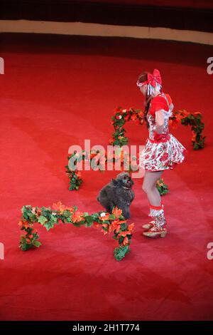 Trained poodles performing in circus arena. Trained dogs in circus ...
