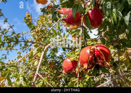 OverRipe pomegranate fruit on tree in Alora Countryside Andalusia Stock ...