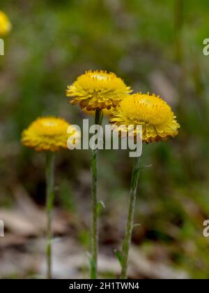 Australian Spring wildflowers Yellow Buttons Billy Buttons in flower ...