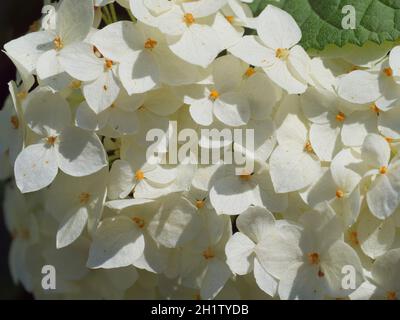 Blooming white hydrangea, close-up shot. Inflorescence of white flowers ...