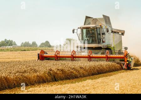 Rotary straw walker combine harvester cuts and threshes ripe wheat ...