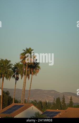 Lively palm tree at sunset Stock Photo - Alamy