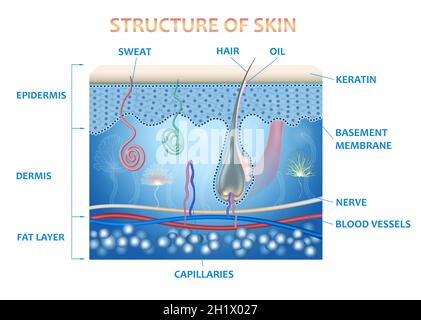 Anatomy of the skin and the layers and elements that compose it ...