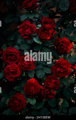 red rose for Valentine's Day with fairy lights, postcard Stock Photo ...