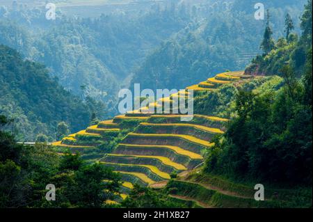 The amazing rice terraces of Mu Cang Chai, Yen Bai, Vietnam Stock Photo ...