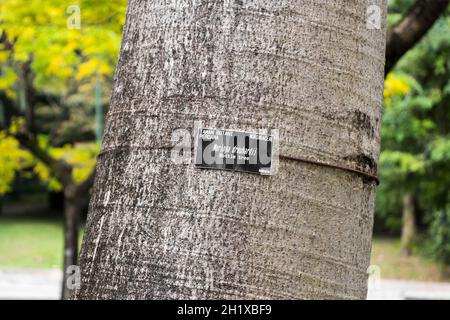 Tree trunks of moringa drouhardii bottle tree in the tropical nature in ...