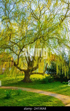 Majestic big old willow tree at Bad Bederkesa See Germany Stock Photo ...