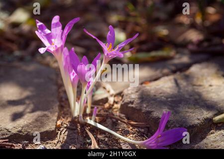 Autumn flowers - blue crocuses on a background of bokeh Stock Photo - Alamy