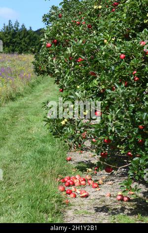 Cider making on an English farm - buckets of mashed apples go into the ...
