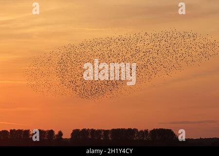 Starlings at Roost at Minsmere RSPB Reserve against a beautiful sunset ...