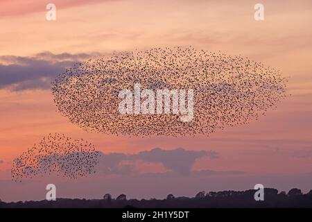 Starlings at Roost at Minsmere RSPB Reserve against a beautiful sunset ...